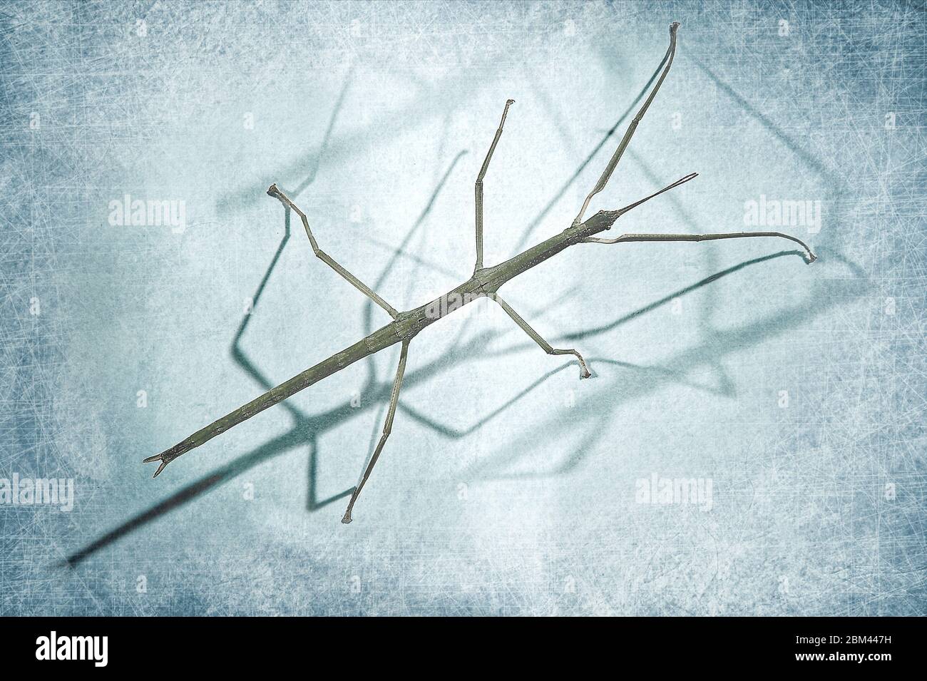 Stick Bugs High Resolution Stock Photography and Images - Alamy