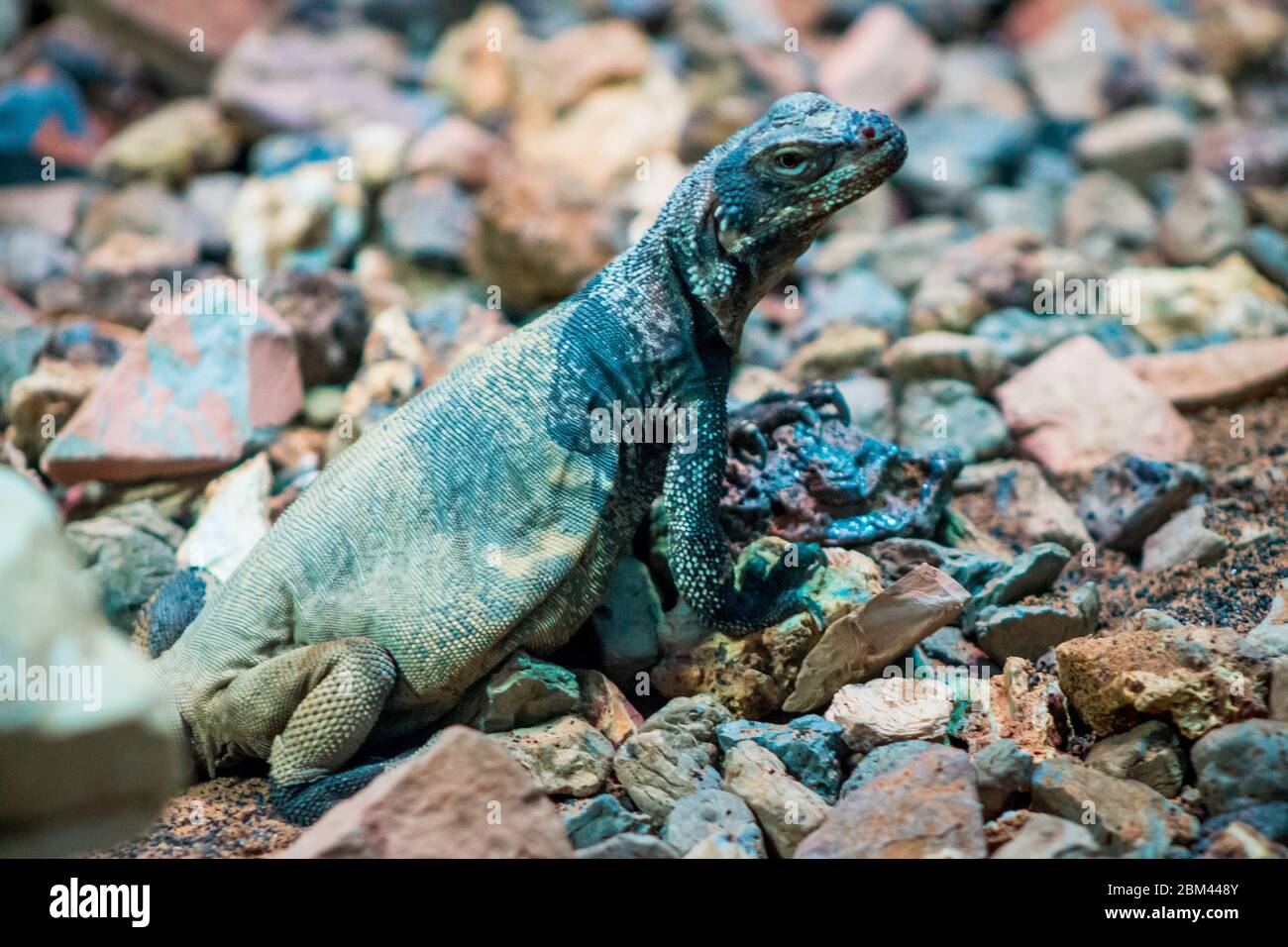 Lizard skittering on rocks in an enclosure at the Zoo Stock Photo - Alamy