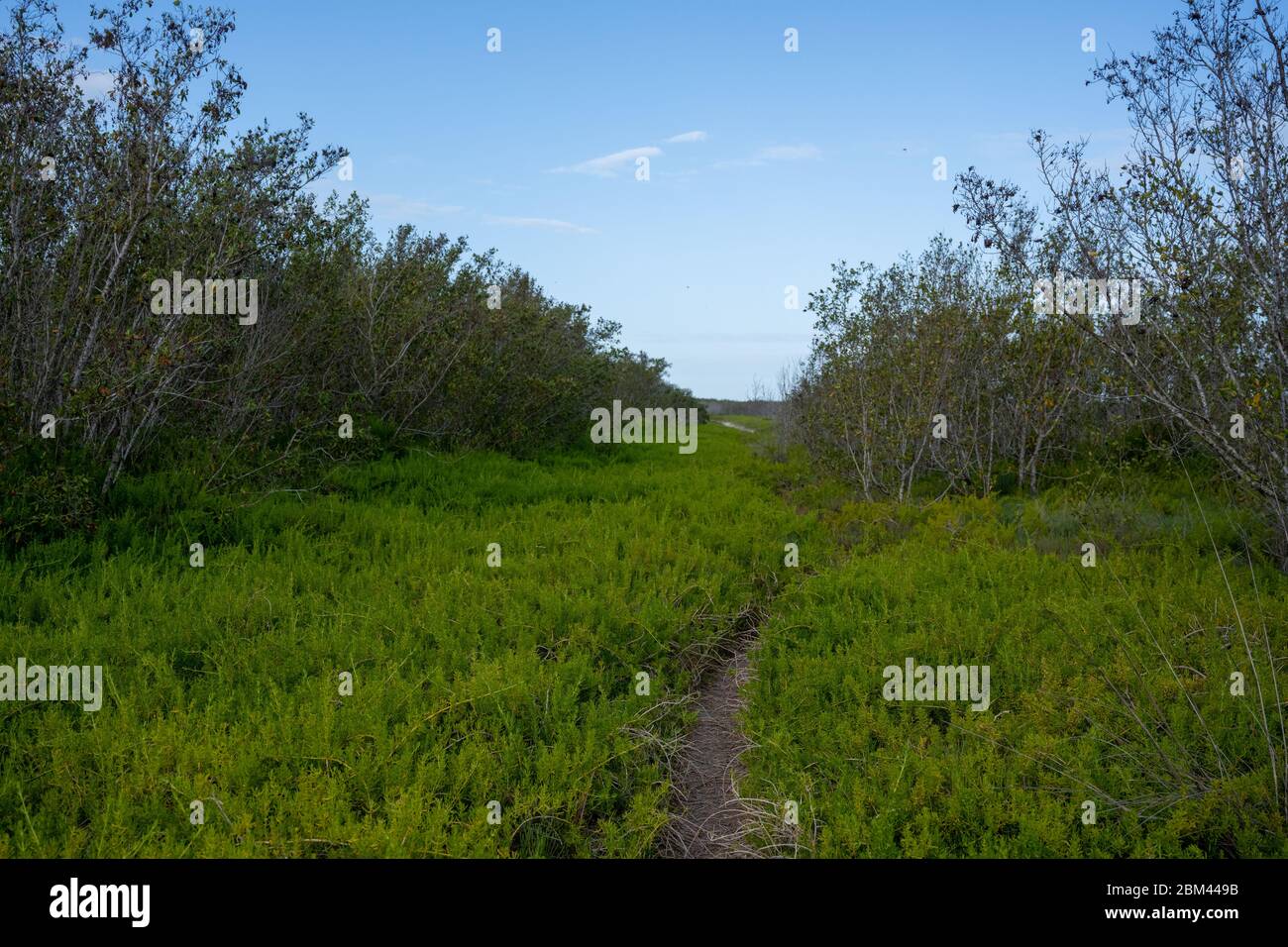 Pickleweed Hangs Over Narrow Trail in Everglades Stock Photo - Alamy