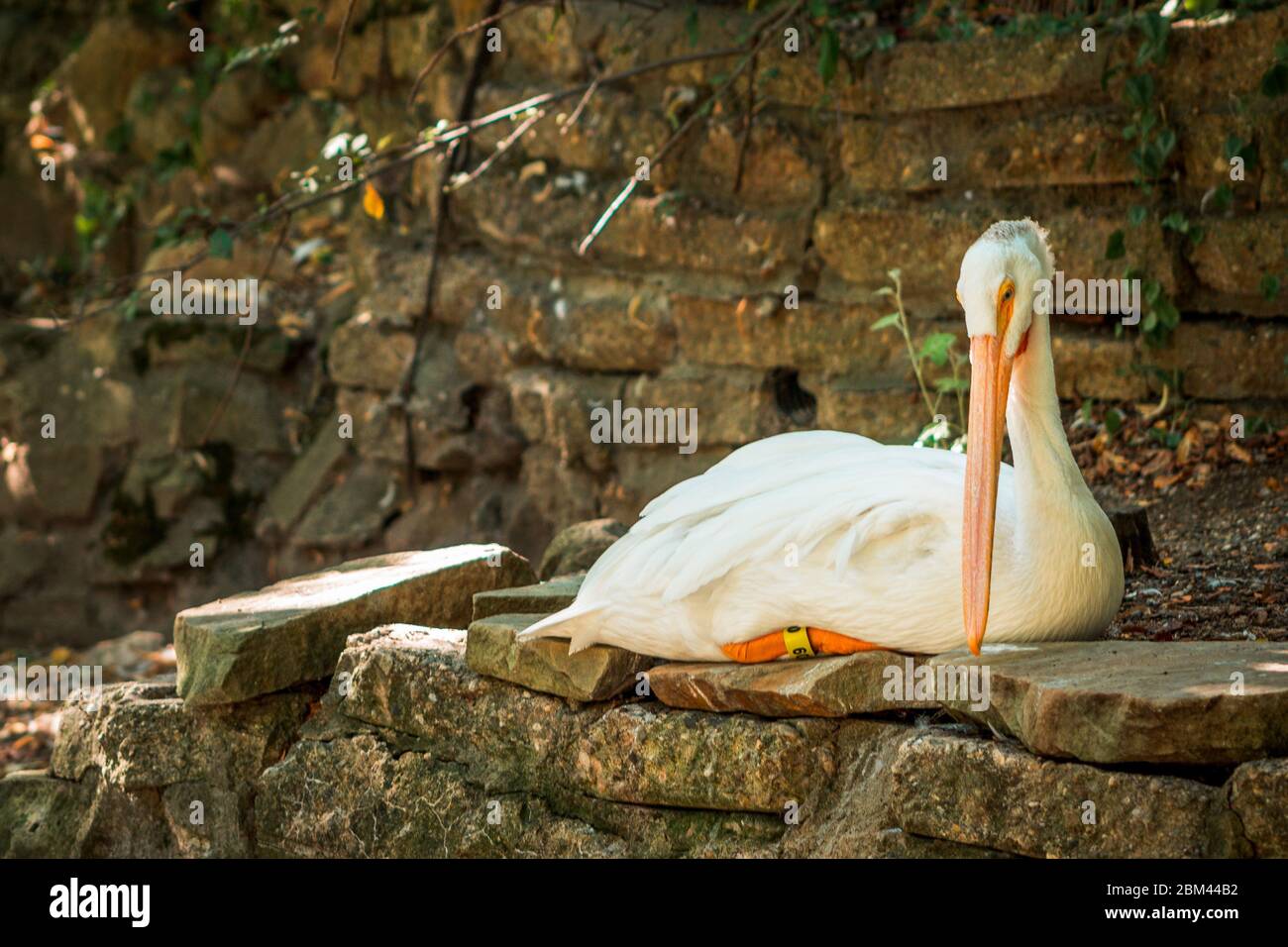 Pelican laying in the shade at the zoo Stock Photo - Alamy