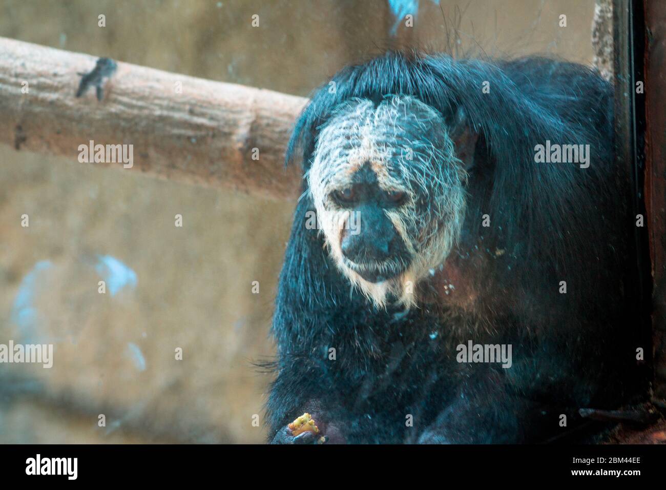 Spider monkey resting in the indoor enclosure at the John Ball Zoo ...