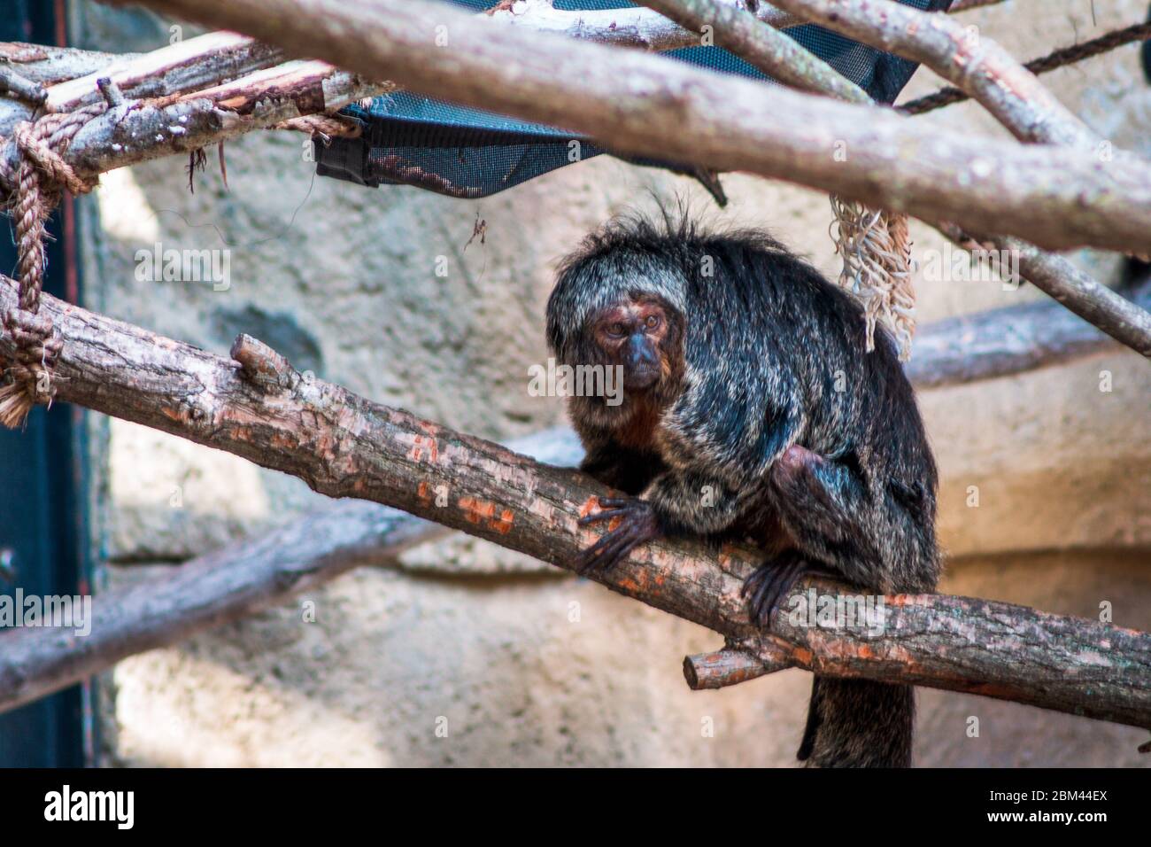 Spider monkey resting in the indoor enclosure Stock Photo - Alamy