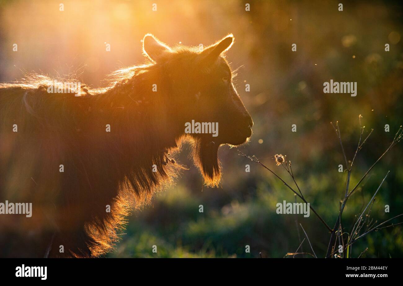 silhouette of a goat head in sunset light Stock Photo - Alamy