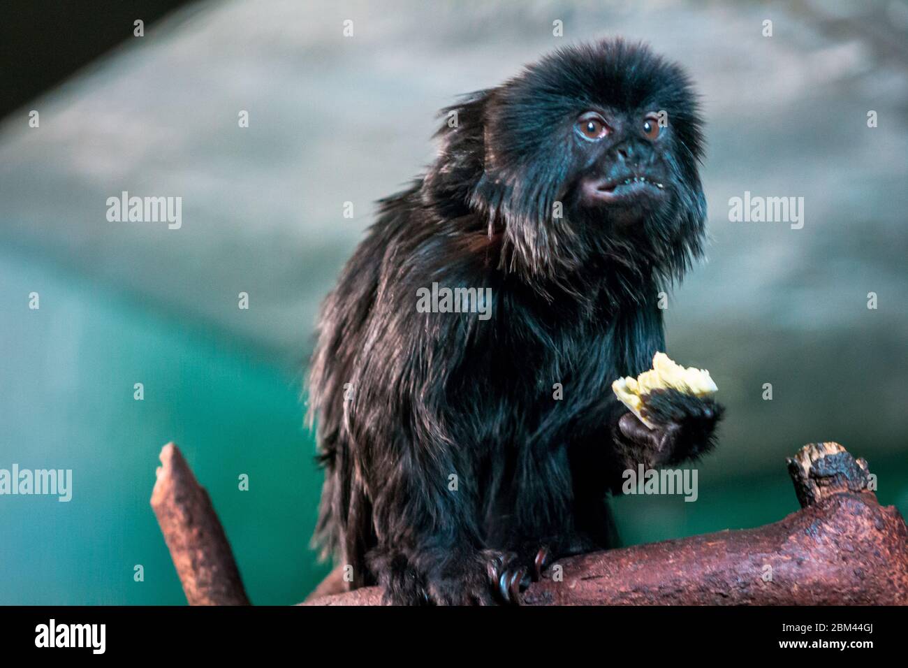 Tamarin eating food in an enclosure at the Zoo Stock Photo - Alamy