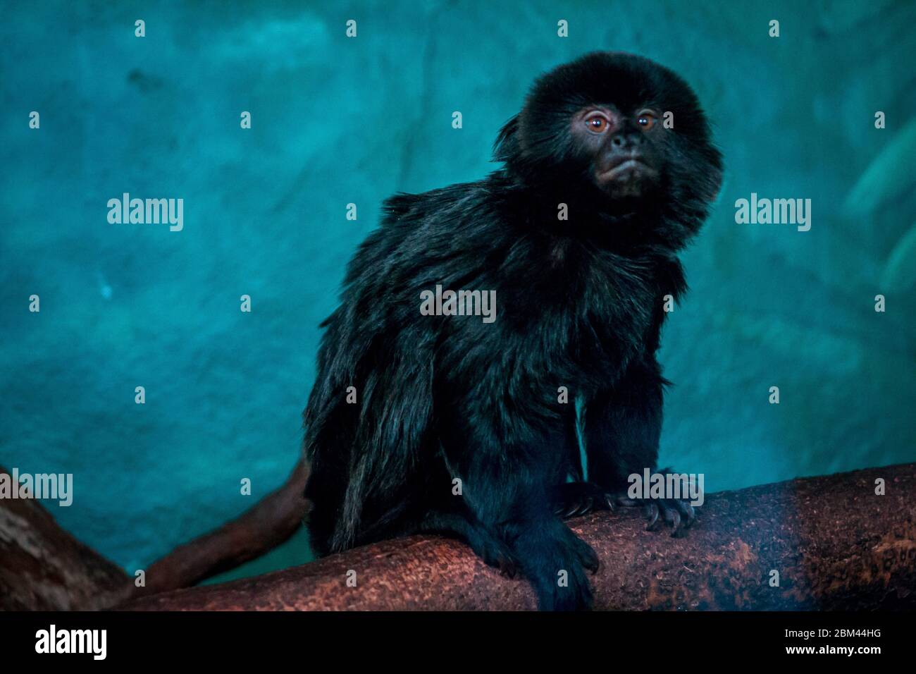 Tamarin sitting in an enclosure at the John Ball Zoo in Michigan Stock ...