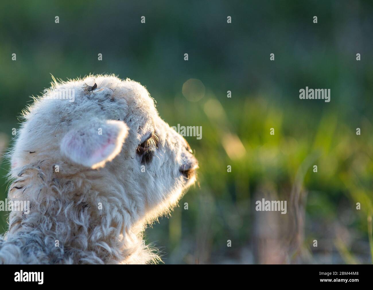 cute little lamb portrait spring background Stock Photo - Alamy