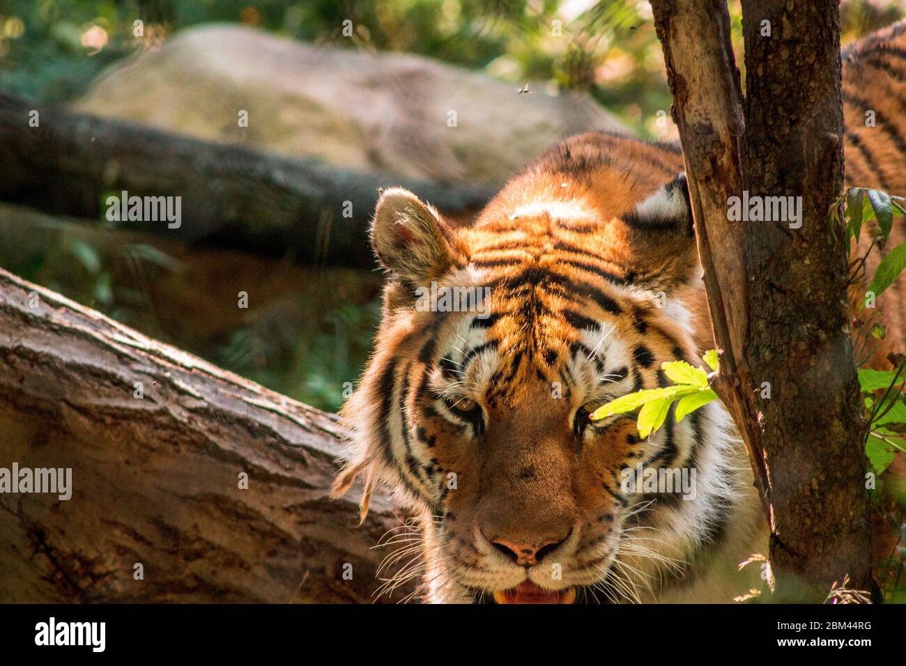 Siberian tiger in enclosure in hi-res stock photography and images - Alamy