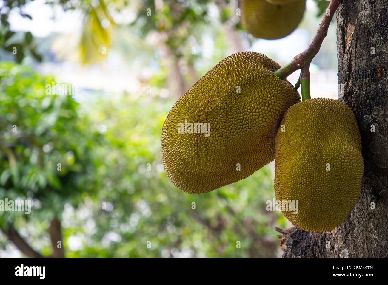 Two jack fruit hi-res stock photography and images - Alamy