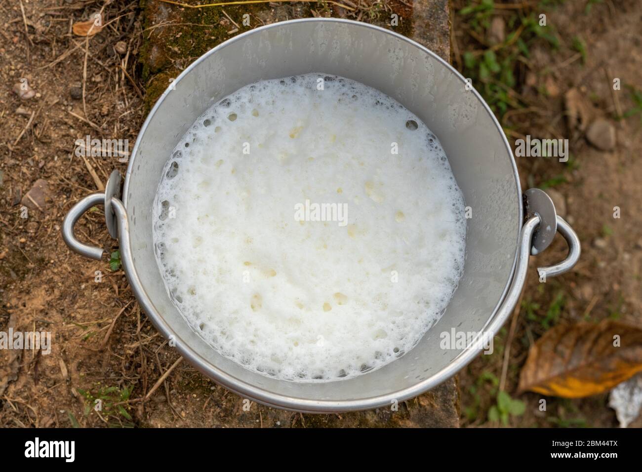 Cow milk bucket hi-res stock photography and images - Alamy