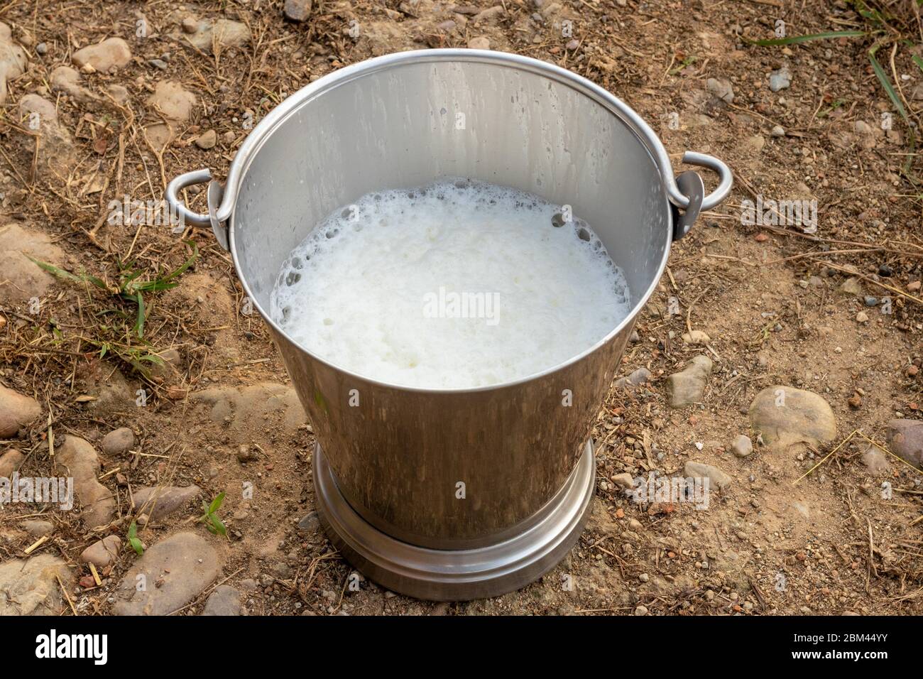 Cow Drinks Milk With Head In Bucket at Susan Wiley blog