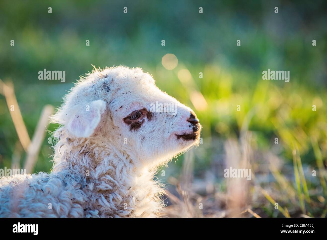 cute little lamb portrait spring background Stock Photo - Alamy