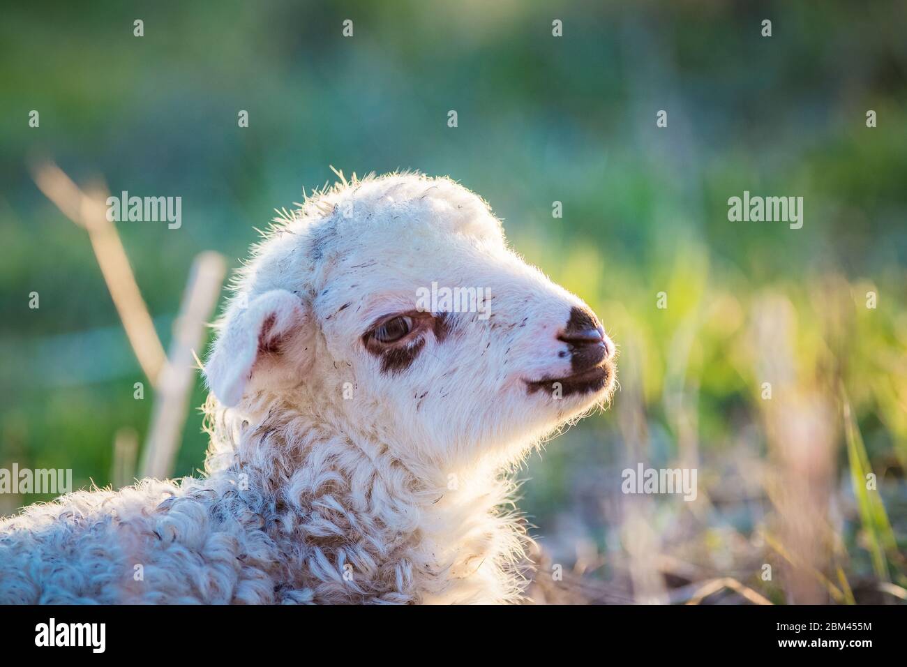 cute little lamb portrait spring background Stock Photo - Alamy