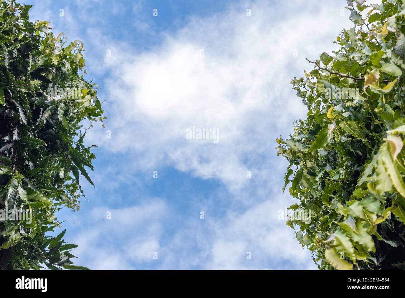 Clear sky through trees hi-res stock photography and images - Alamy