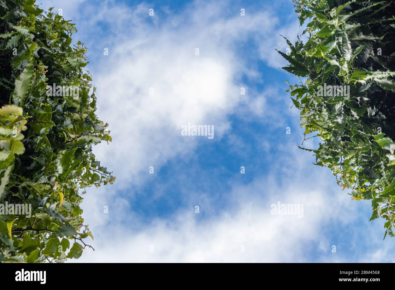 Top view trees on side hi-res stock photography and images - Alamy