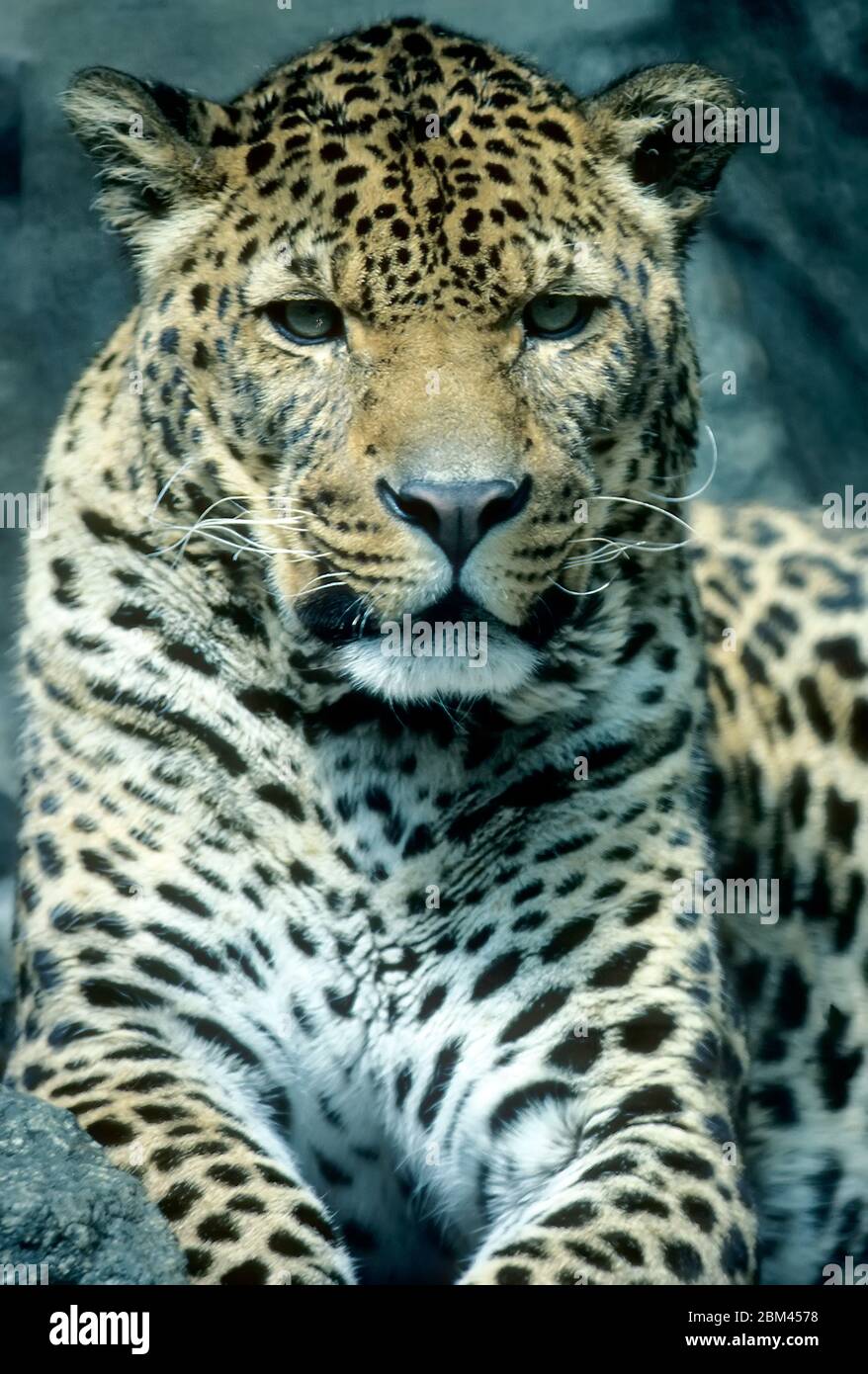 How the leopard got his spots hi-res stock photography and images - Alamy