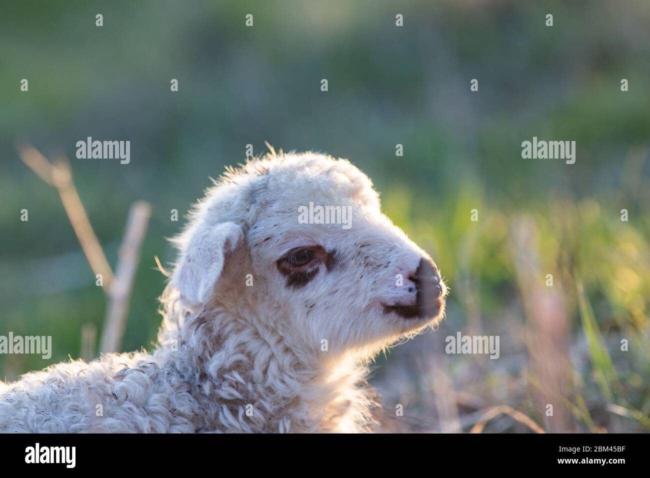 cute little lamb portrait spring background Stock Photo - Alamy