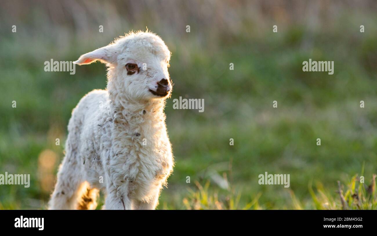 cute little lamb portrait spring background Stock Photo - Alamy