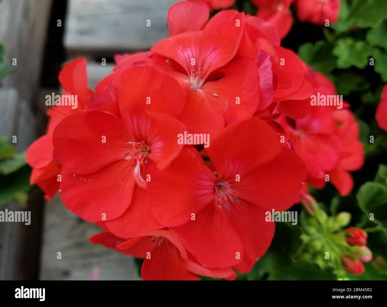 Zonal geranium hi-res stock photography and images - Alamy
