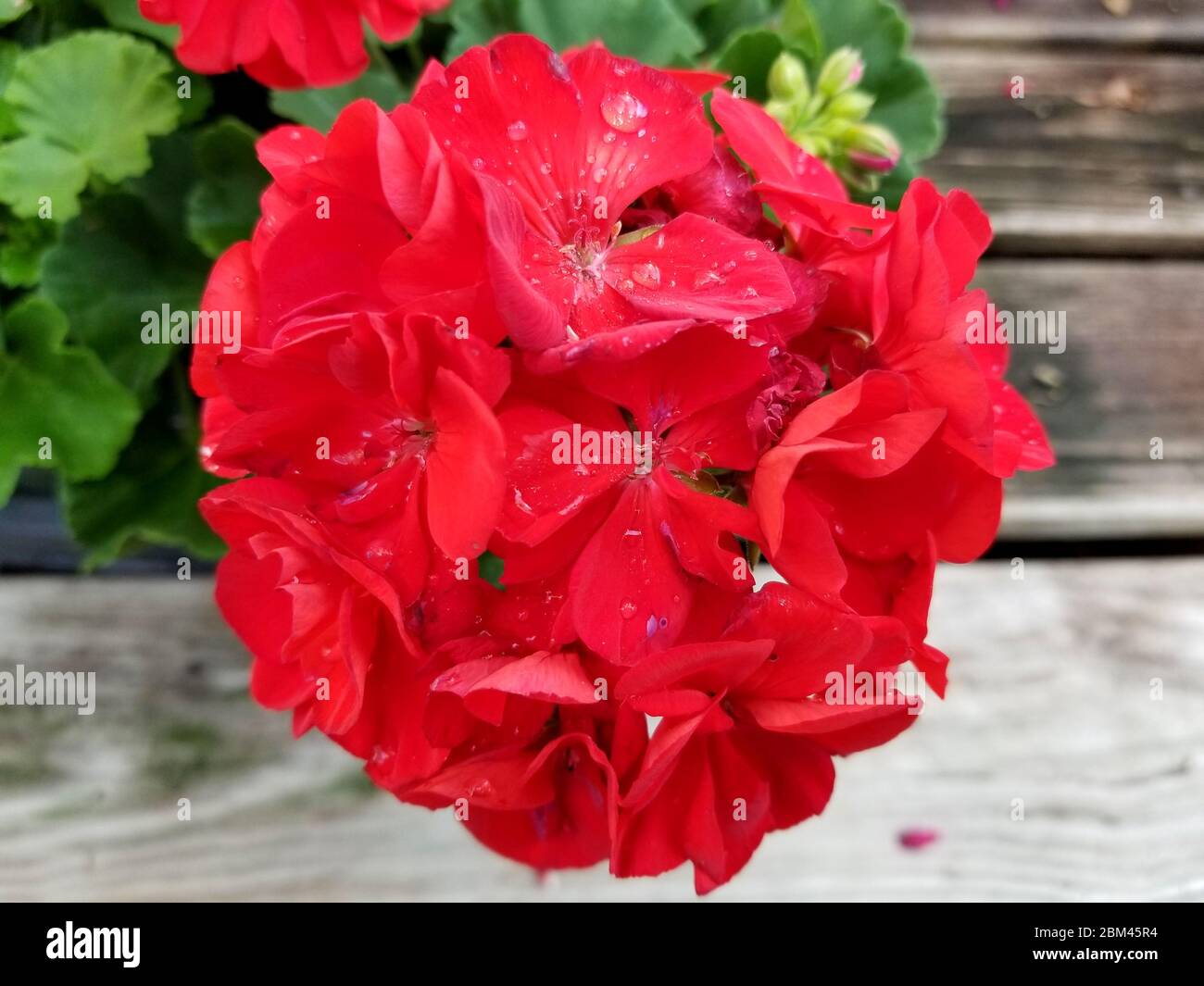 Zonal geranium hi-res stock photography and images - Alamy
