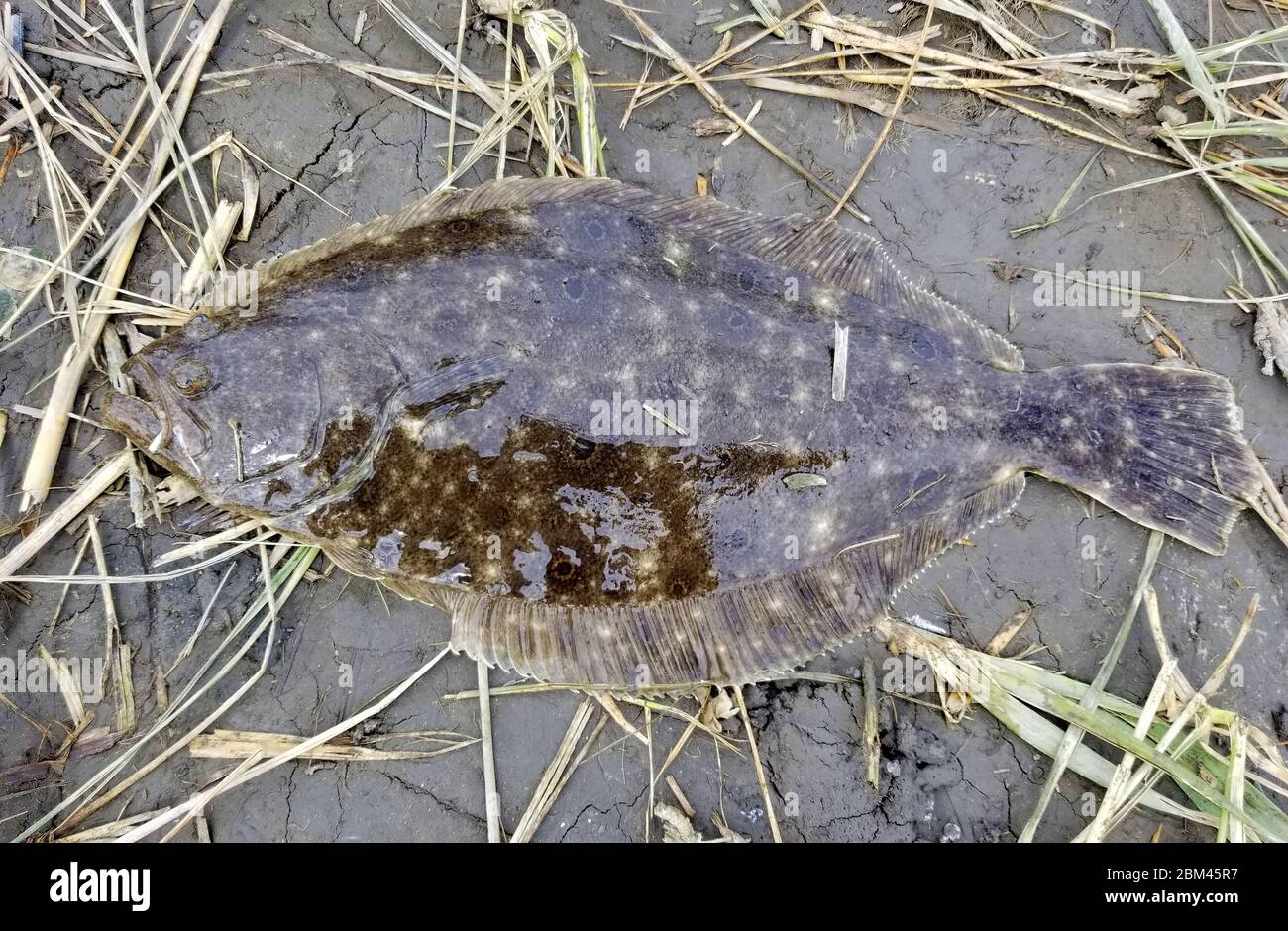 A flounder fish on the ground caught from the bay Stock Photo - Alamy