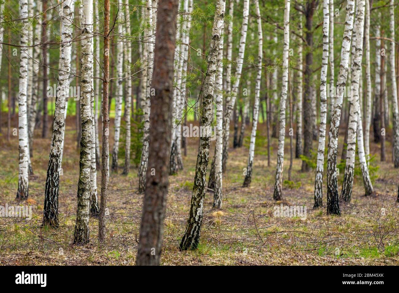 The Dense summer birch grove trees Stock Photo - Alamy