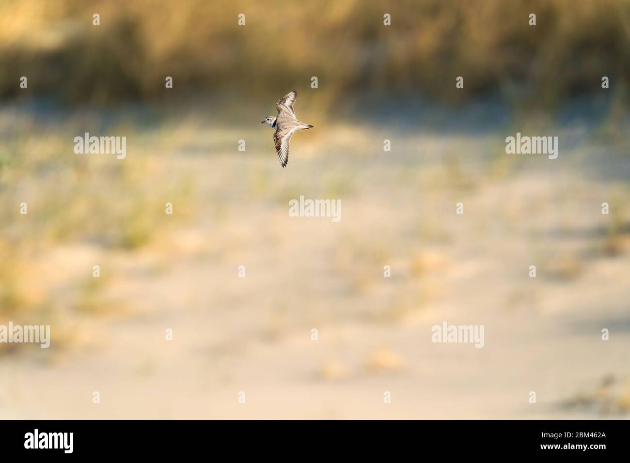 Adult Piping Plover flying by Stock Photo - Alamy