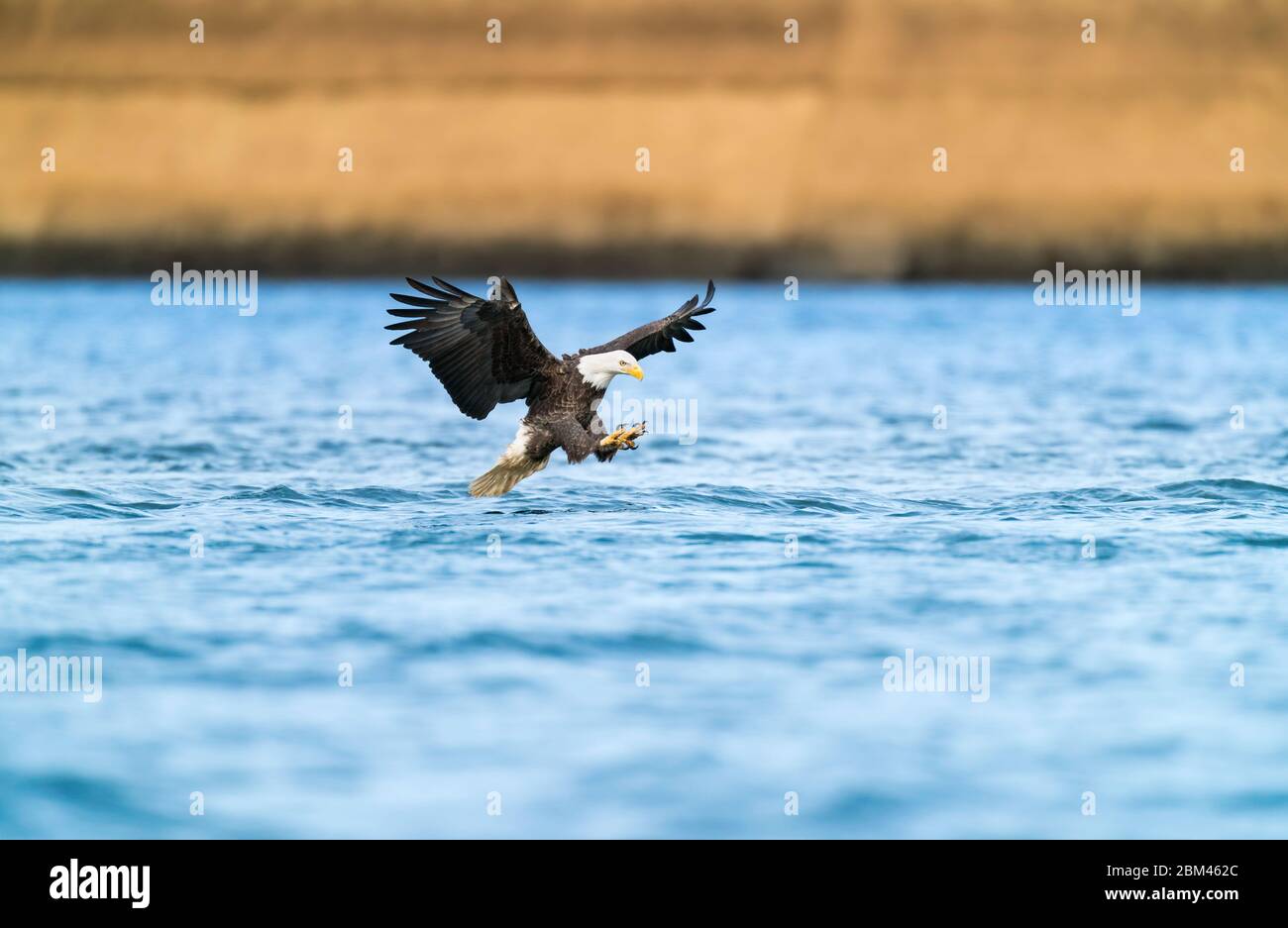 Adult Bald Eagle spreading its talons out as it is flying low above the ...