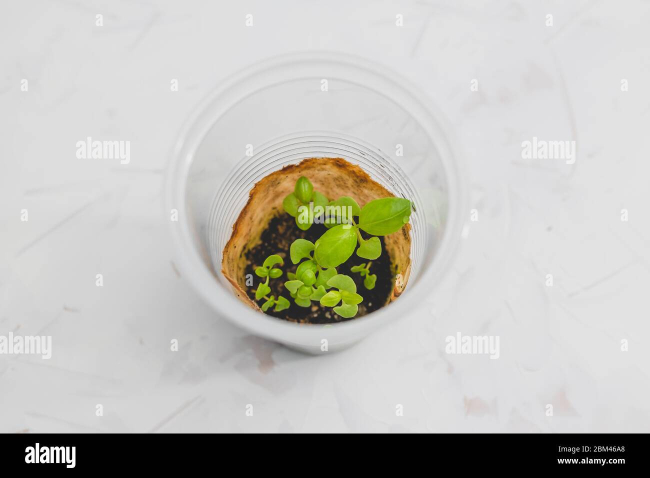 close-up of small basil leaves seedlings growing in plastic cup before ...