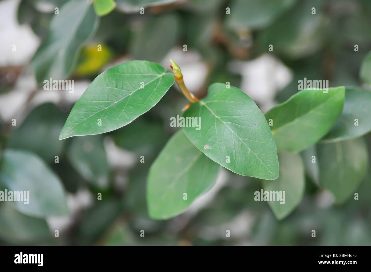 ficus pumila or climbing fig plant Stock Photo - Alamy