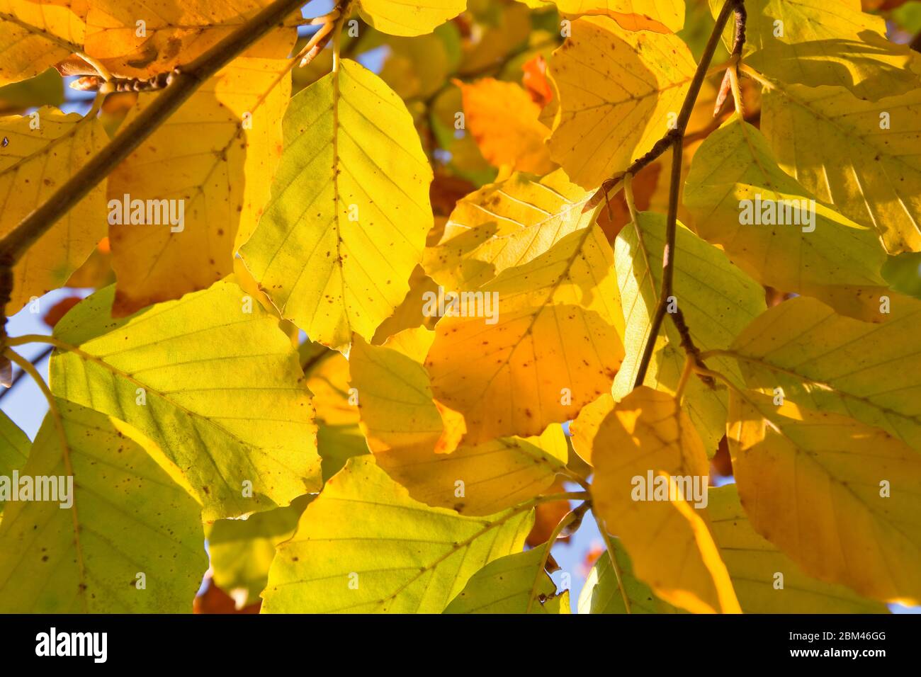 Fall Foliage Beech Tree High Resolution Stock Photography and Images ...