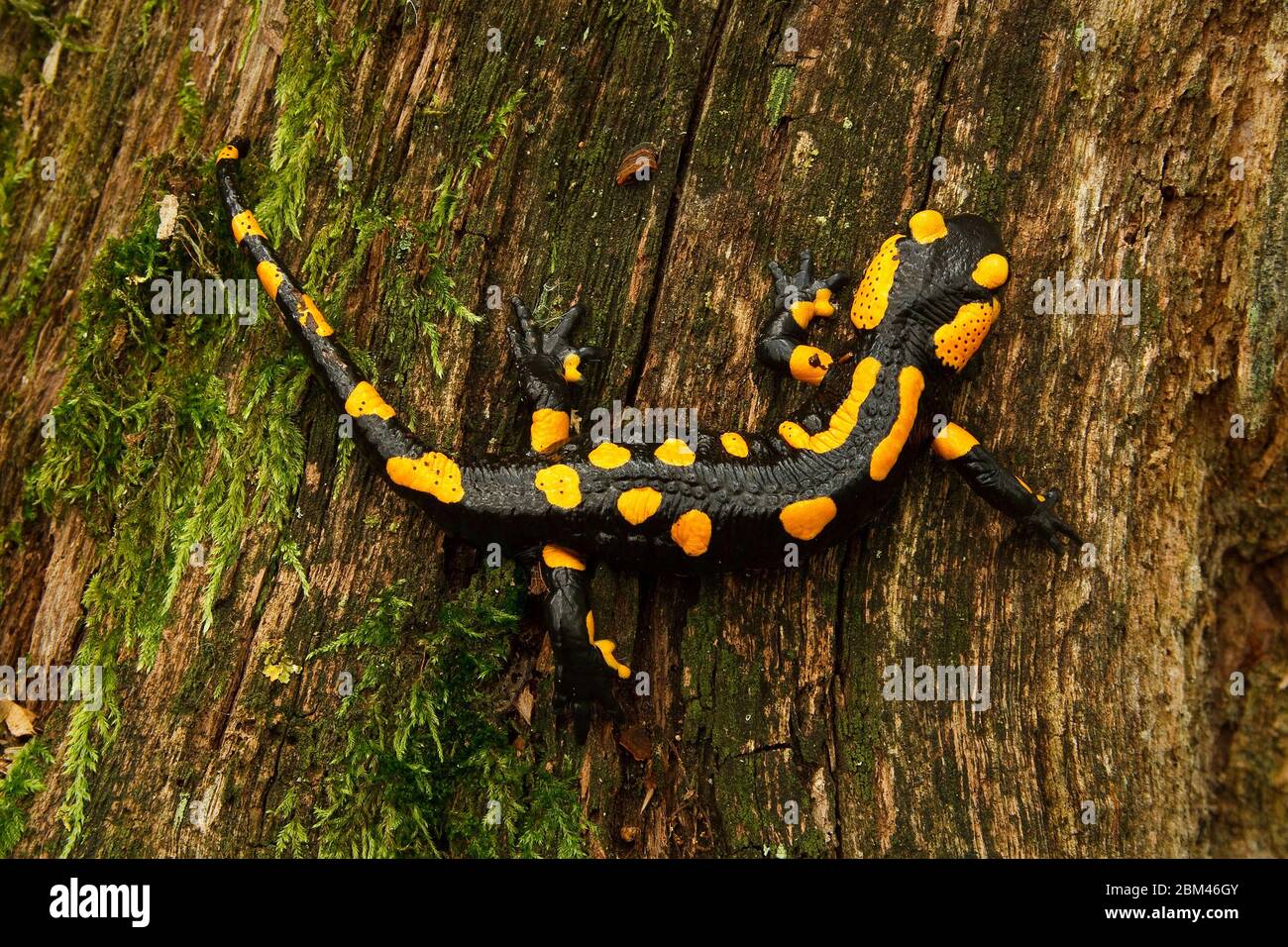 Common fire salamander salamandra salamandra hi-res stock photography ...