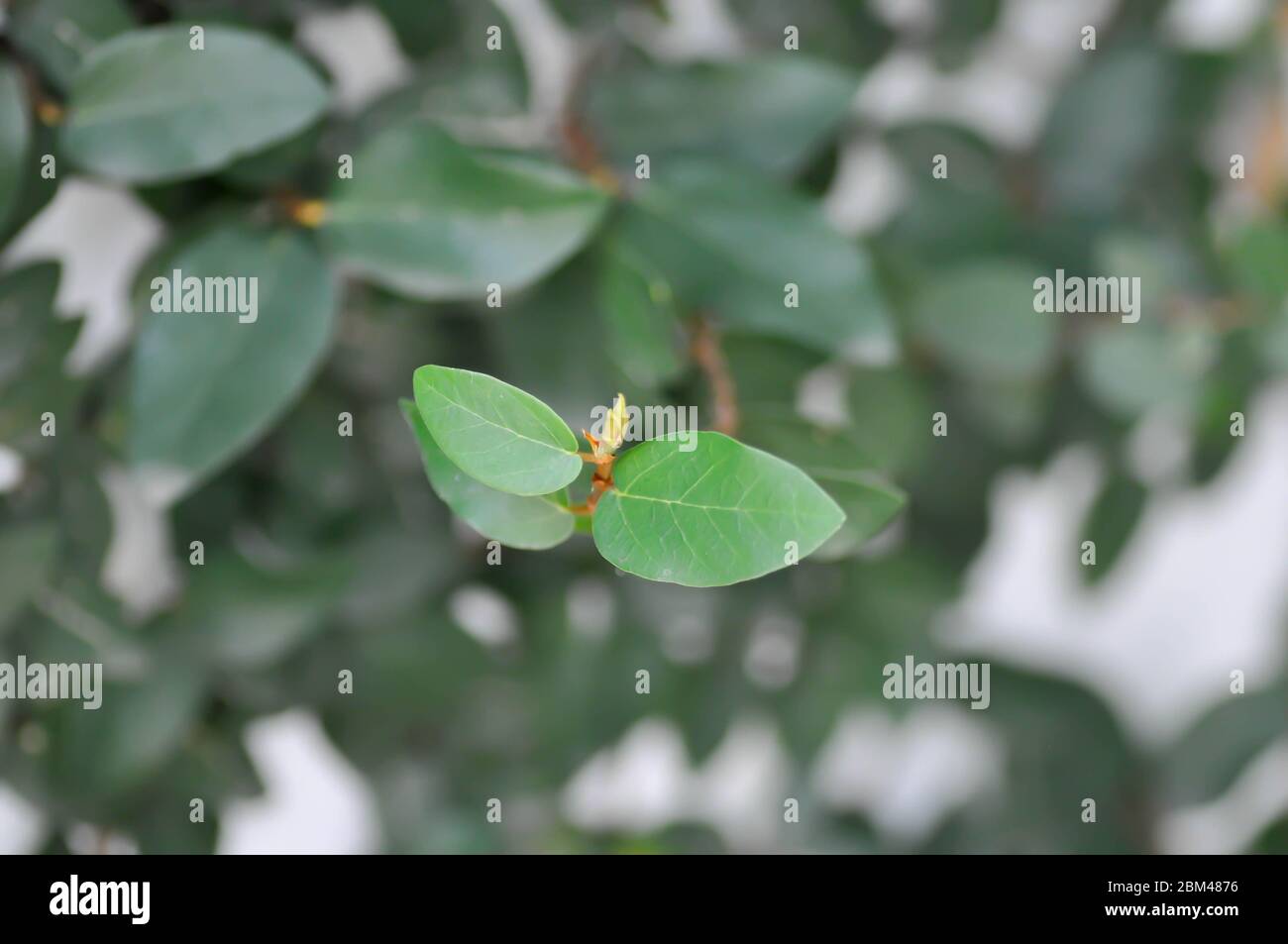 ficus pumila or climbing fig plant Stock Photo - Alamy