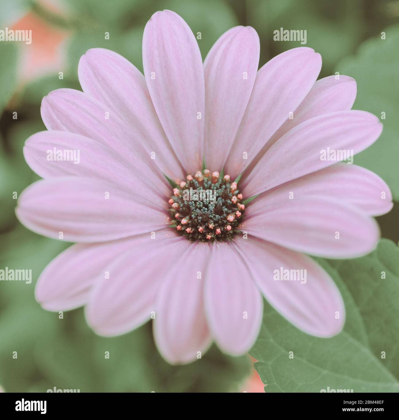 Daisy Flowers On japanese vintage style Stock Photo - Alamy