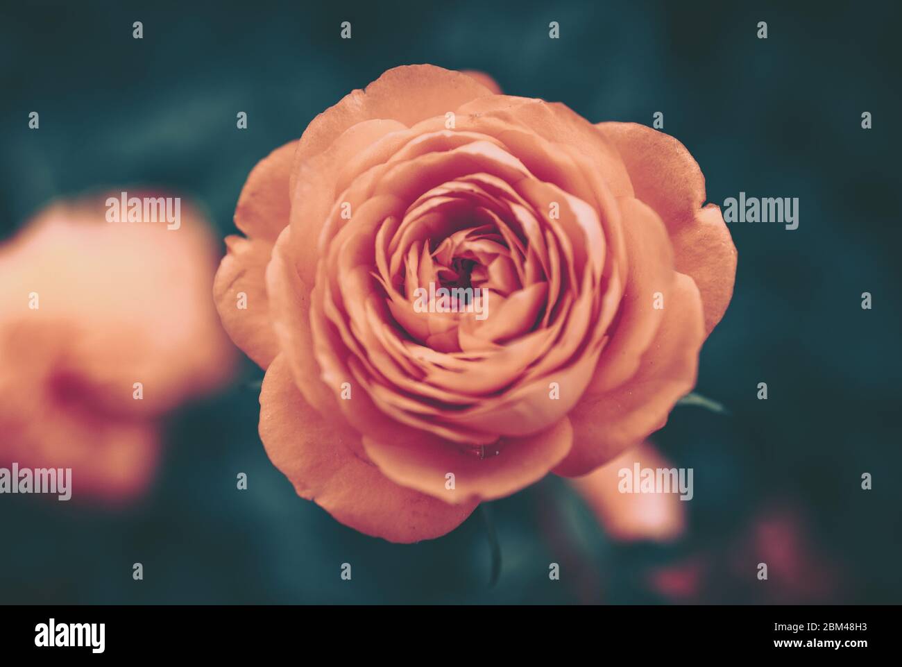 Closed Up Rose flower with vintage style Stock Photo - Alamy