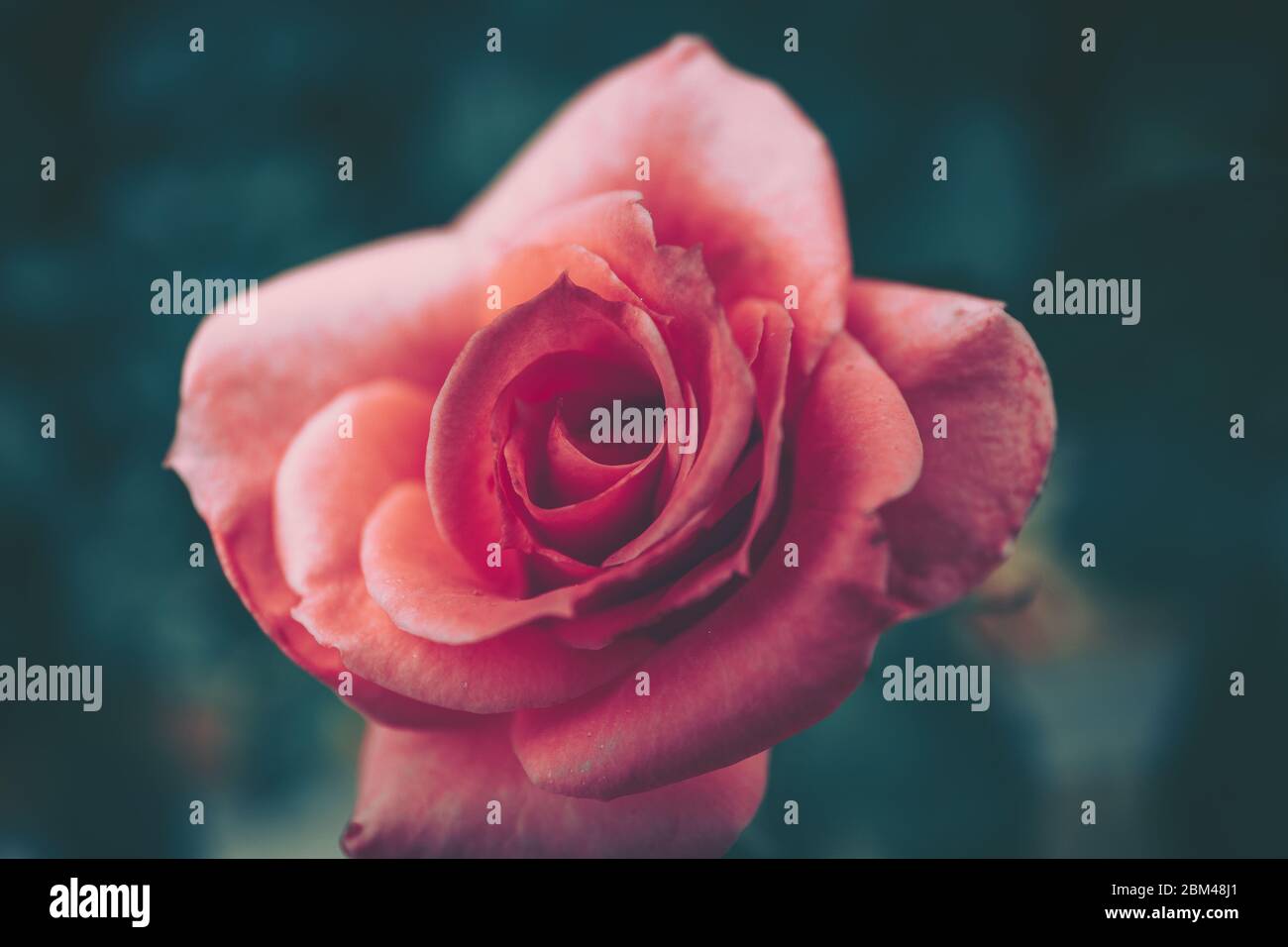 Closed Up Rose flower with vintage style Stock Photo - Alamy