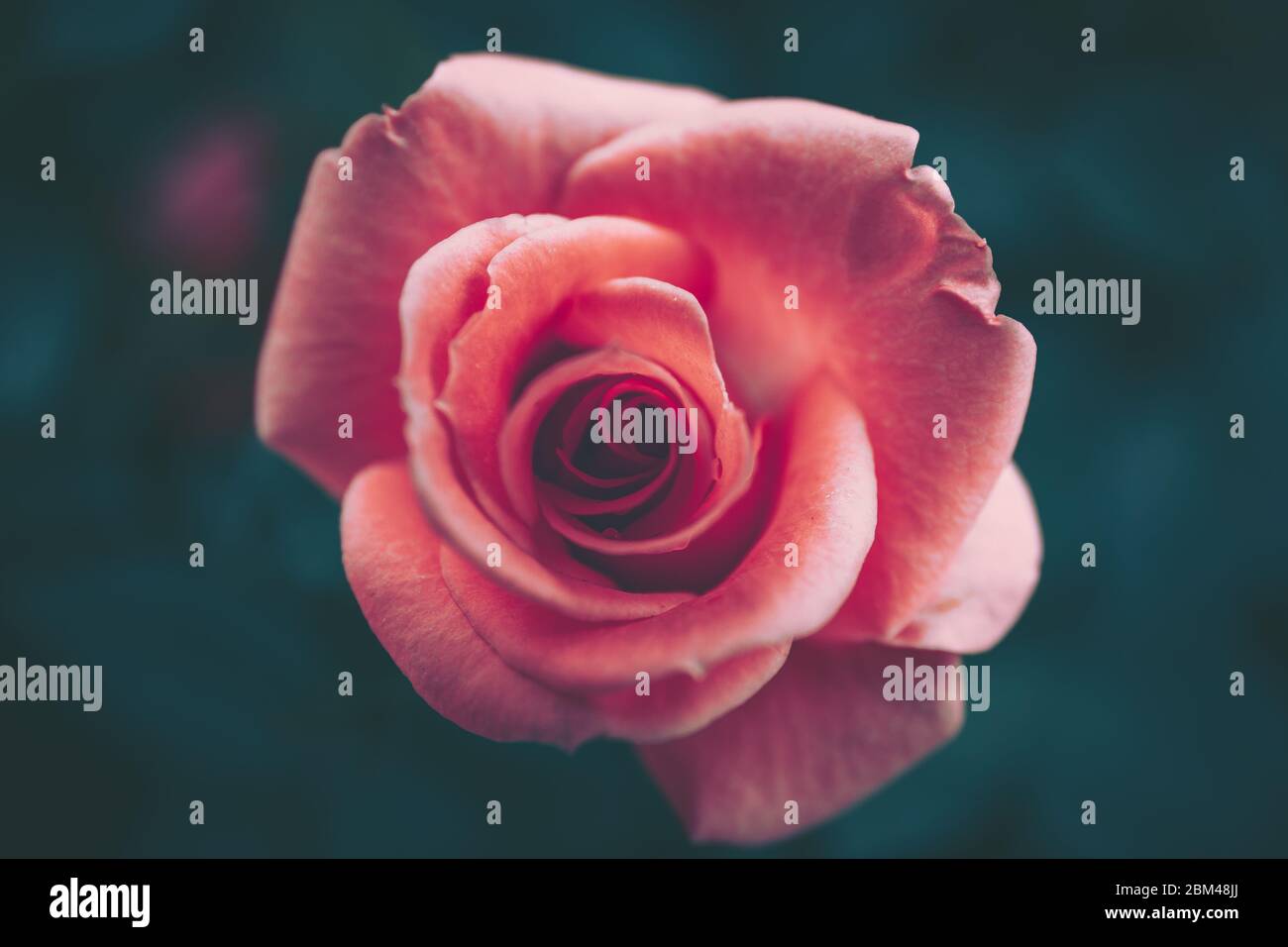 Closed Up Rose flower with vintage style Stock Photo - Alamy