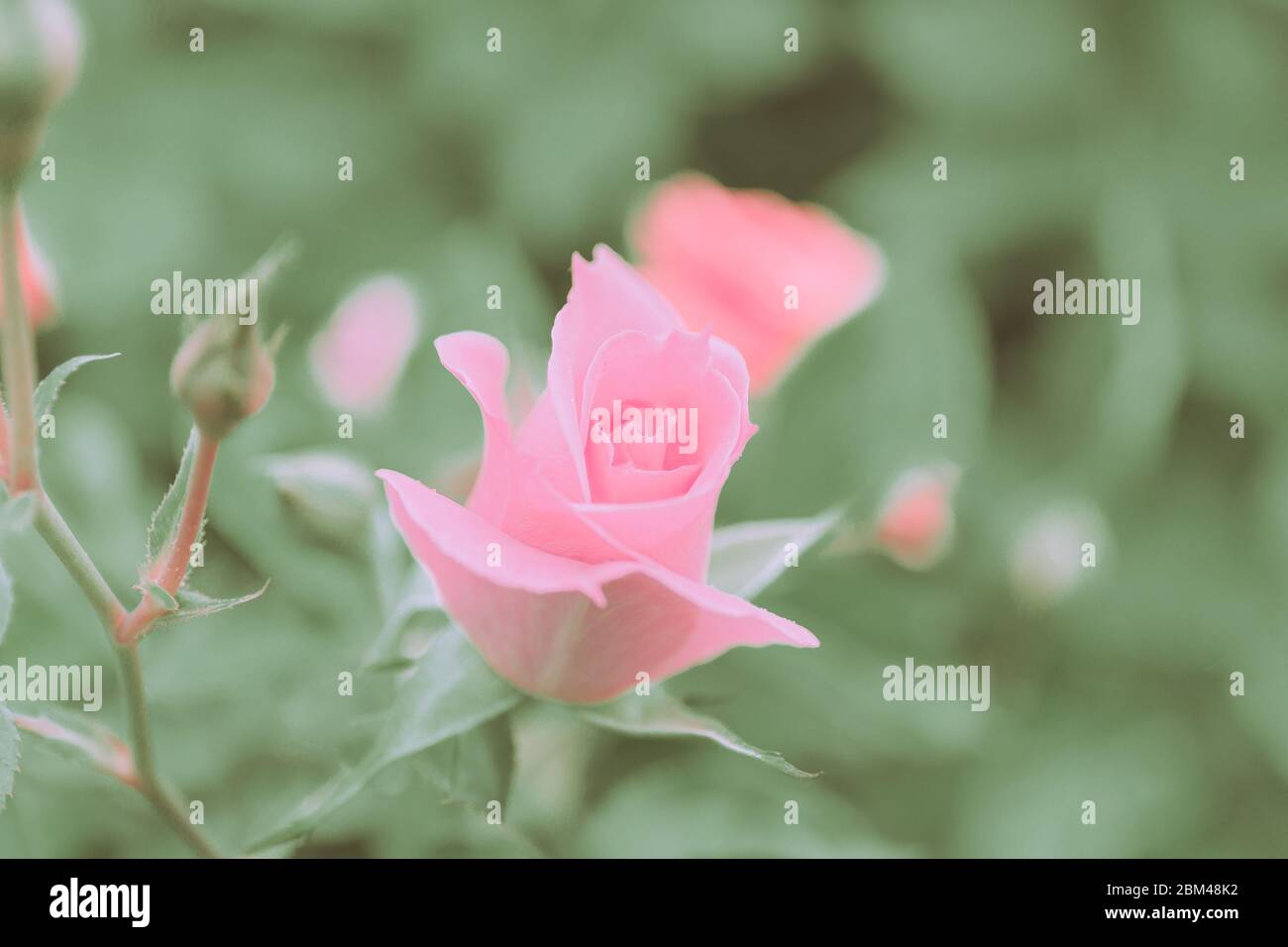 Closed Up Rose Flower on Japanese vintage style Stock Photo - Alamy