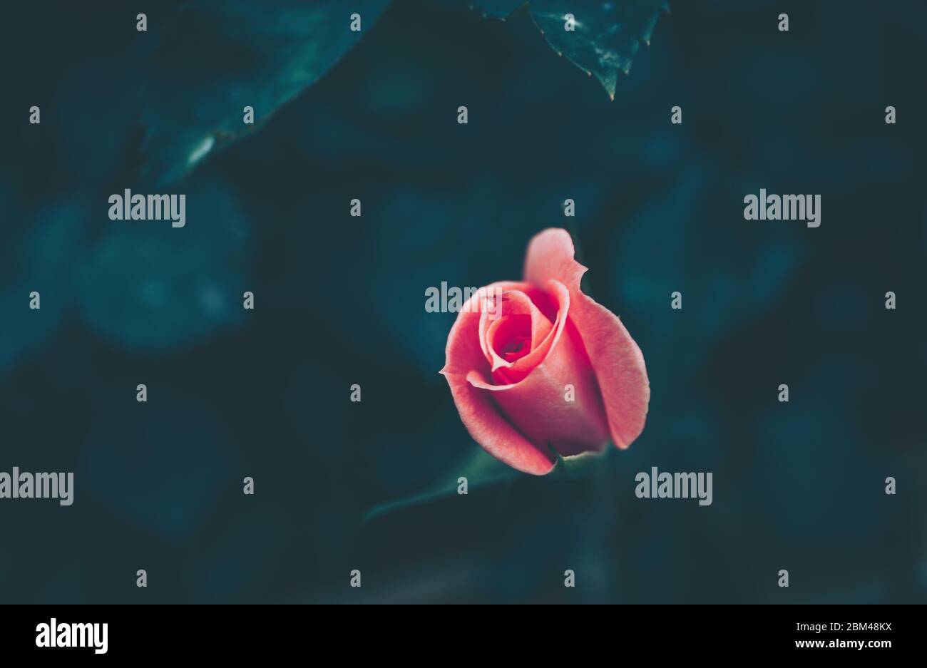 Closed Up Rose flower with vintage style Stock Photo - Alamy