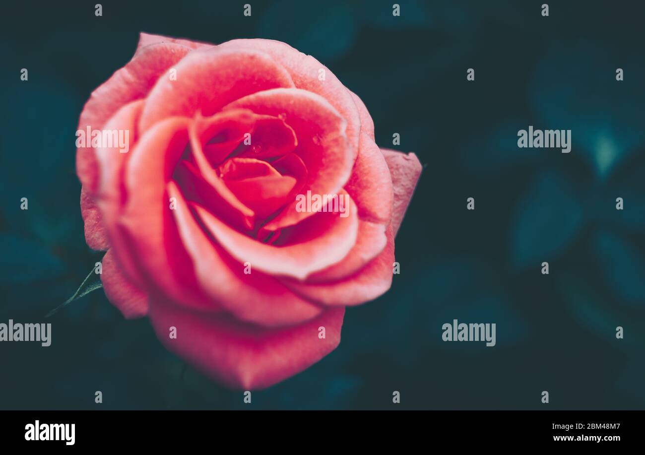 Closed Up Rose flower with vintage style Stock Photo - Alamy