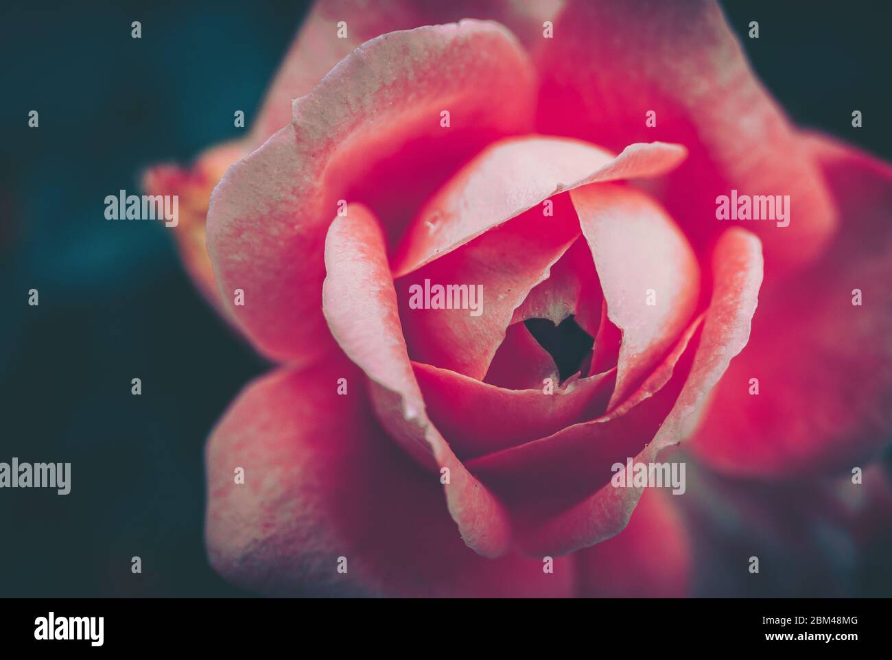 Flowerdetail hi-res stock photography and images - Alamy