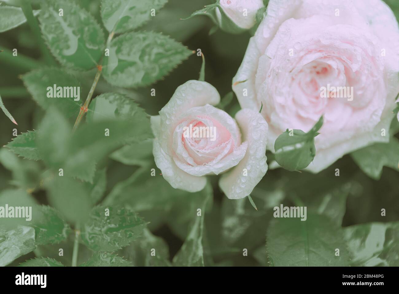 Closed Up Rose Flower on Japanese vintage style Stock Photo - Alamy