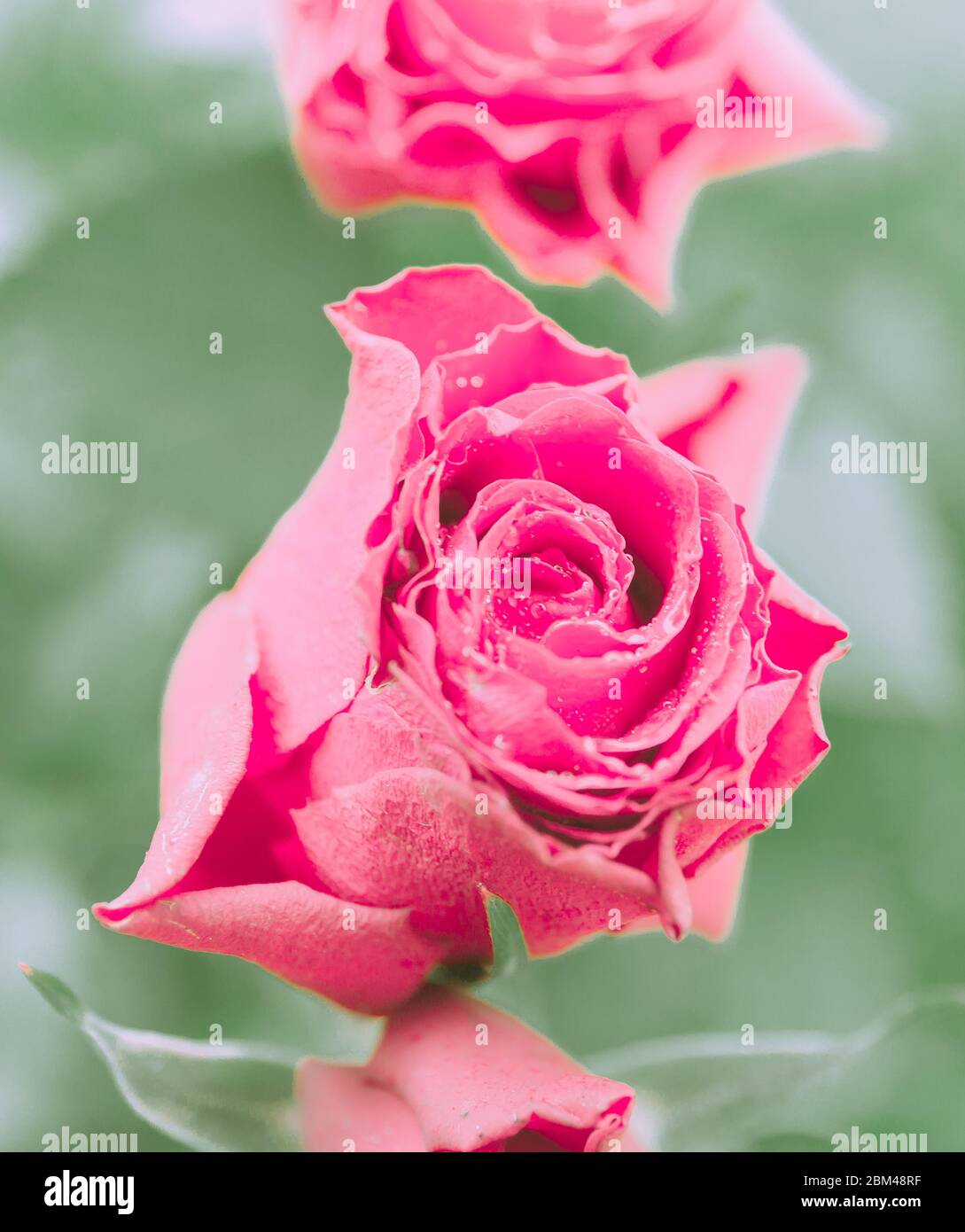 Closed Up Rose Flower on Japanese vintage style Stock Photo - Alamy