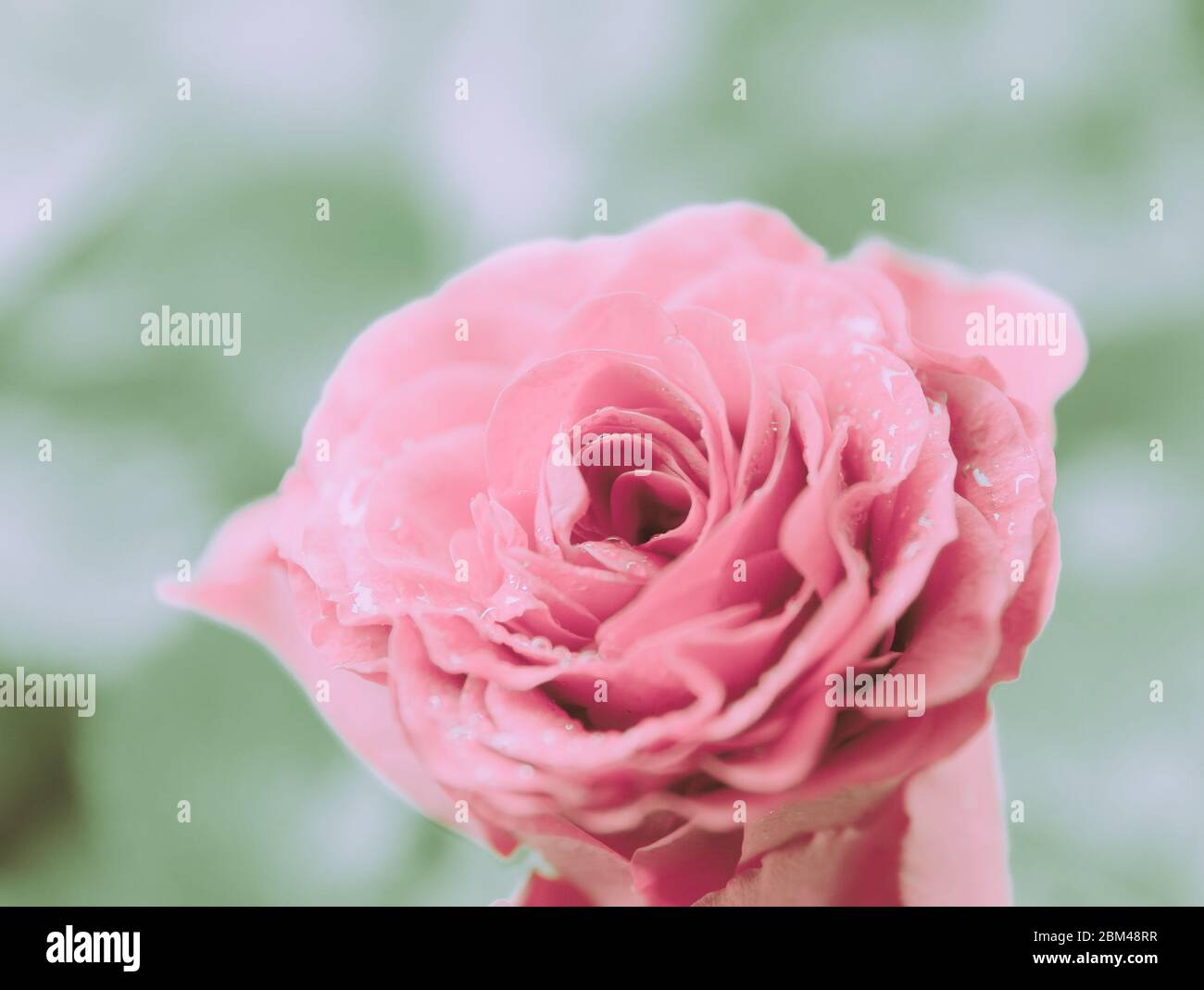 Closed Up Rose Flower on Japanese vintage style Stock Photo - Alamy