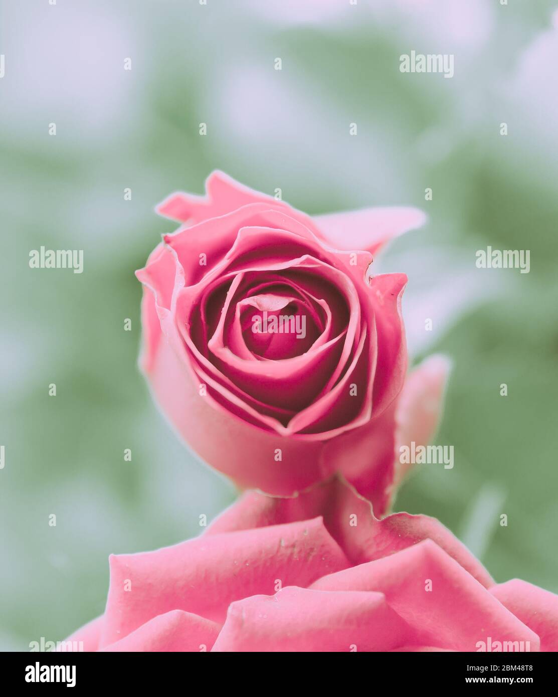 Closed Up Rose Flower on Japanese vintage style Stock Photo - Alamy