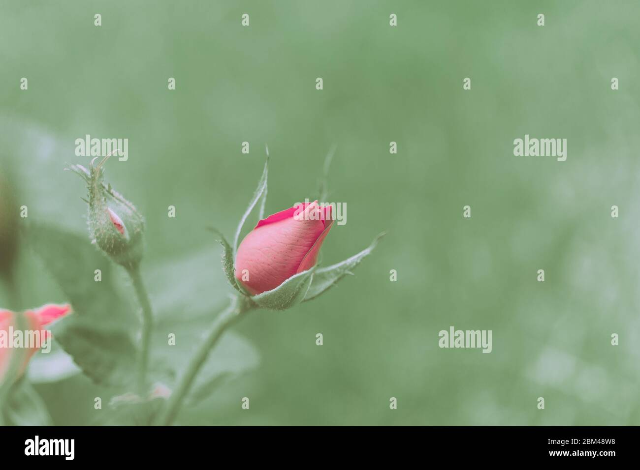 Closed Up Rose Flower on Japanese vintage style Stock Photo - Alamy