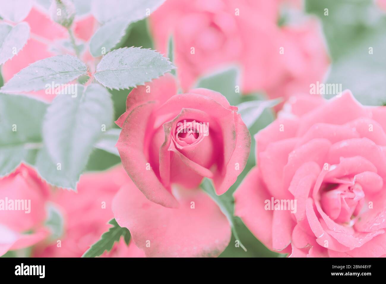 Closed Up Rose Flower on Japanese vintage style Stock Photo - Alamy