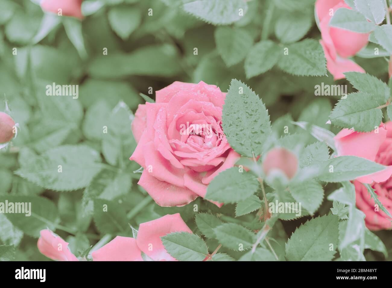 Closed Up Rose Flower on Japanese vintage style Stock Photo - Alamy