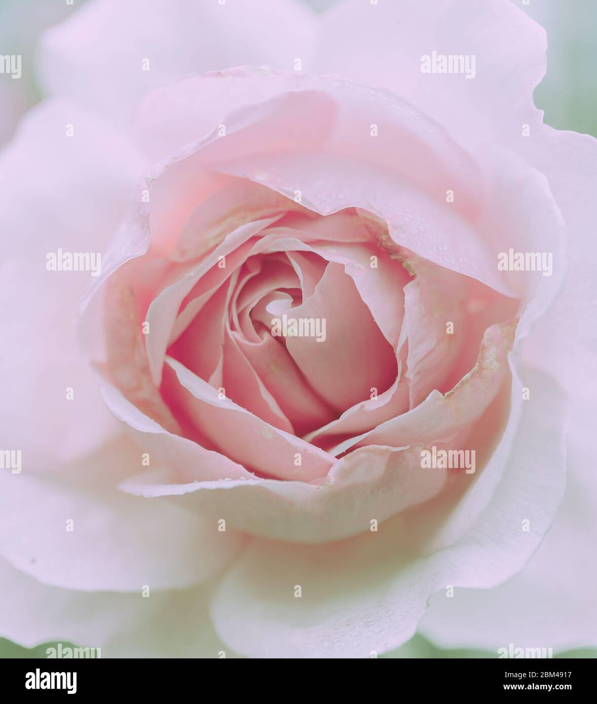 Closed Up Rose Flower on Japanese vintage style Stock Photo - Alamy