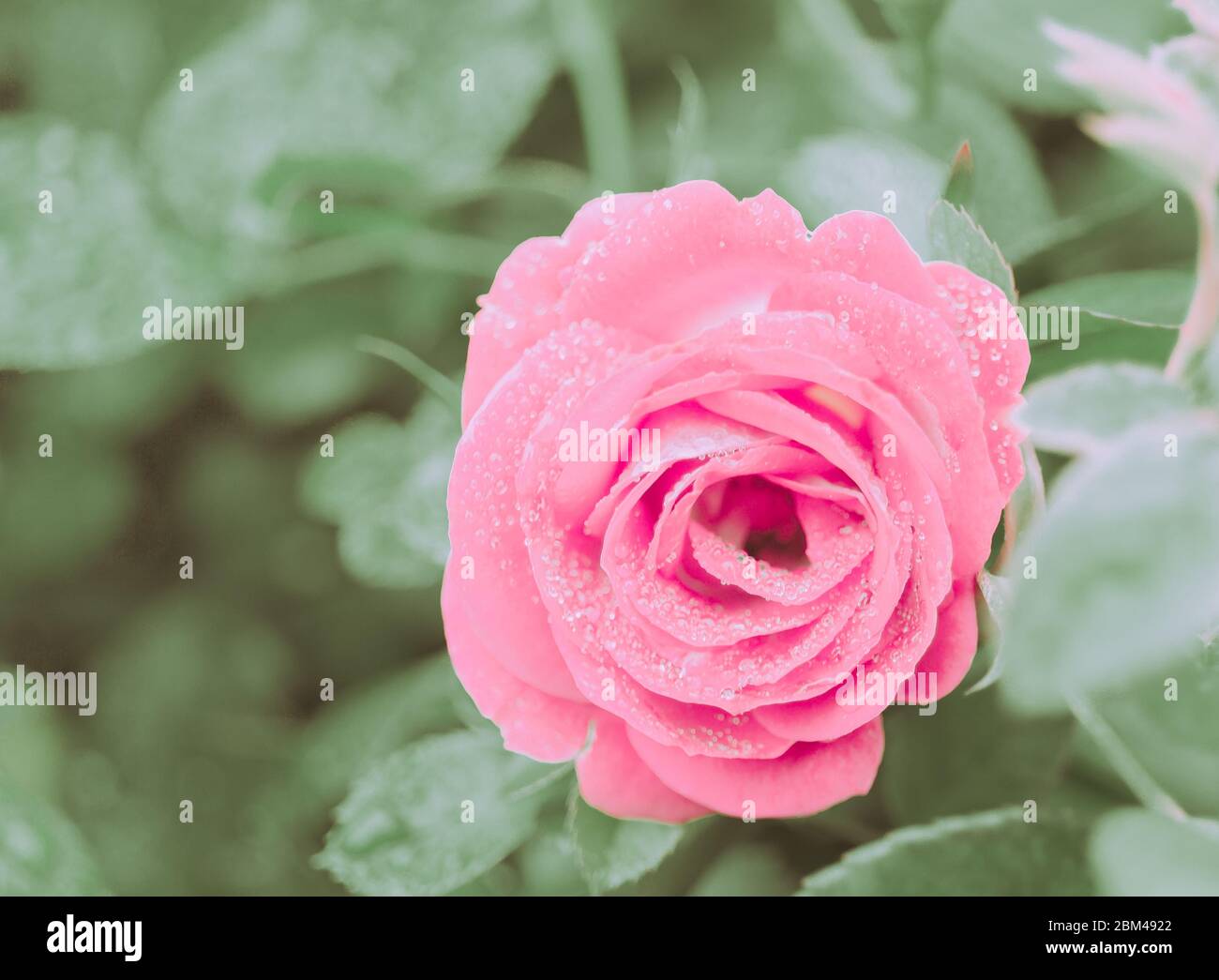 Closed Up Rose Flower on Japanese vintage style Stock Photo - Alamy