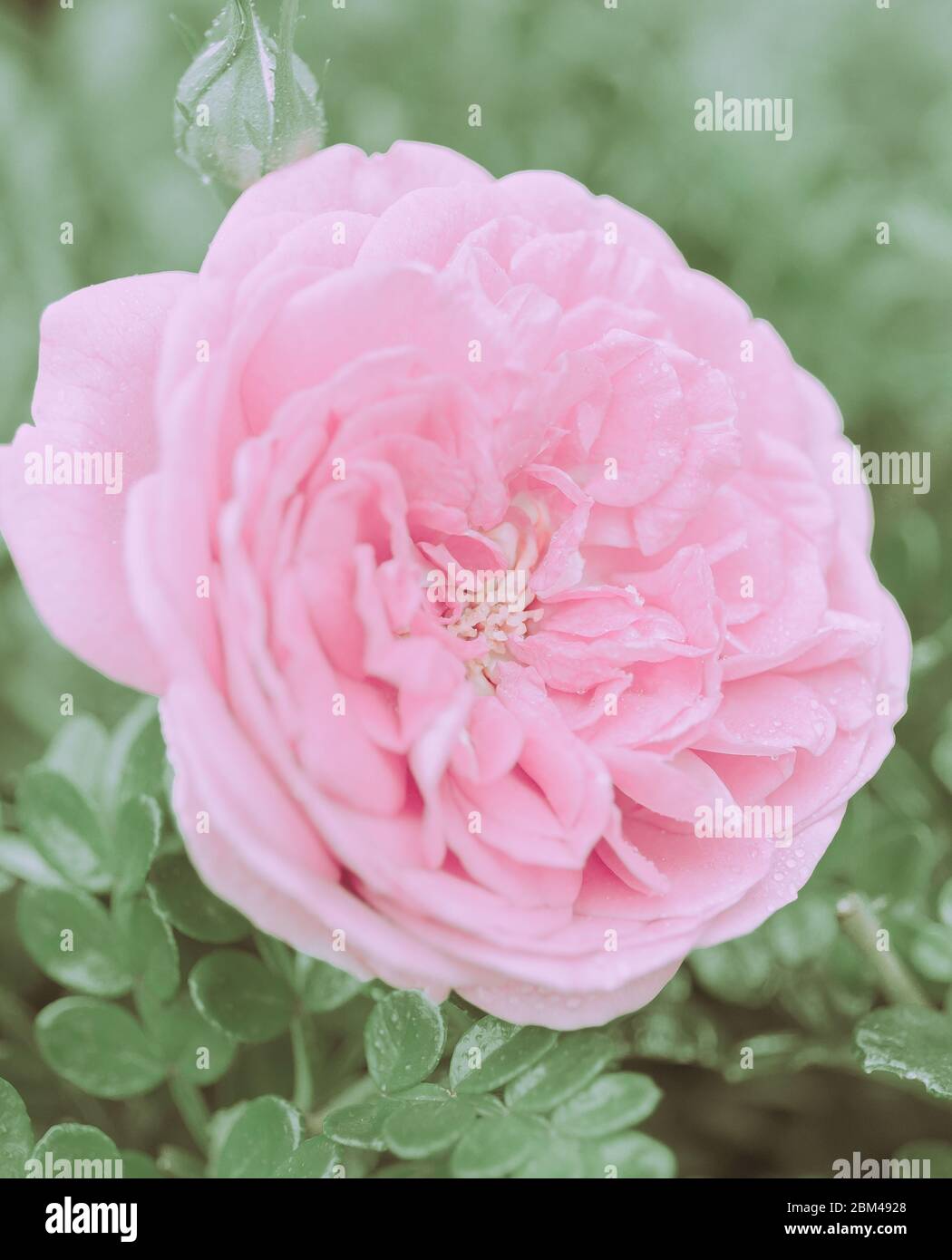 Closed Up Rose Flower on Japanese vintage style Stock Photo - Alamy